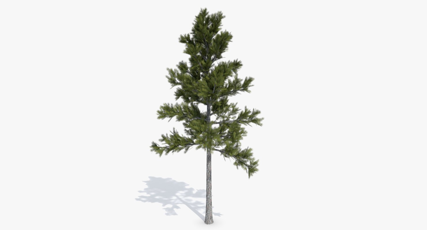 3d pine tree