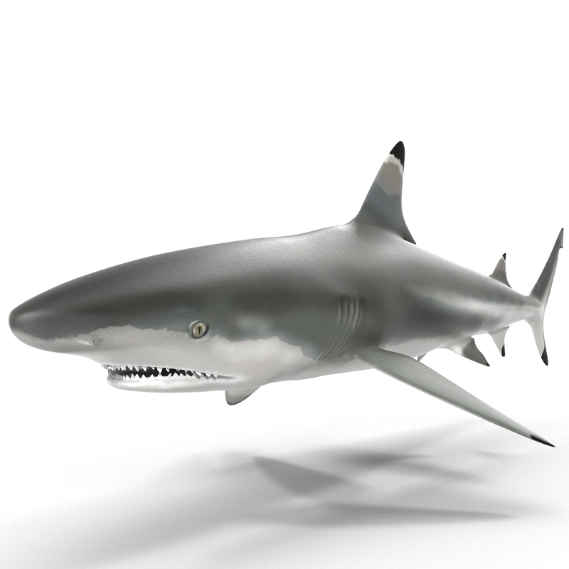 blacktip shark 3d model