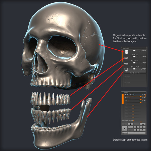 skull teeth jaw 3d model