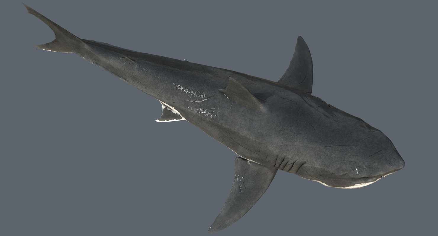 realistic great white shark 3d model