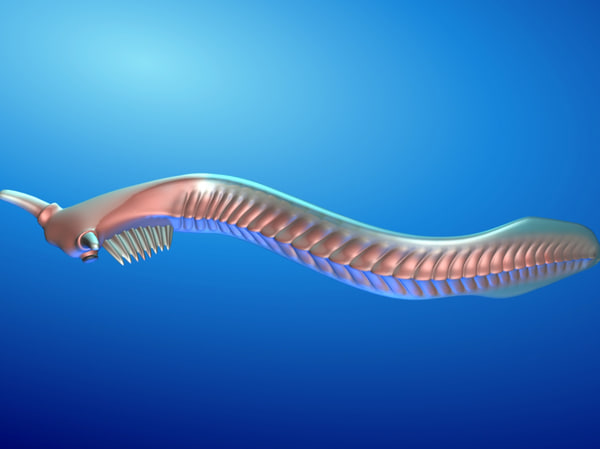 3d model pikaia prehistoric cambrian
