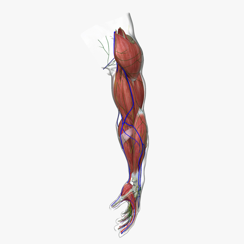 3d complete male arm anatomy