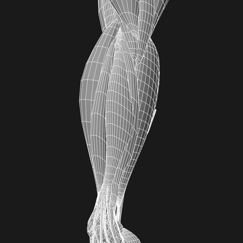3d complete male arm anatomy