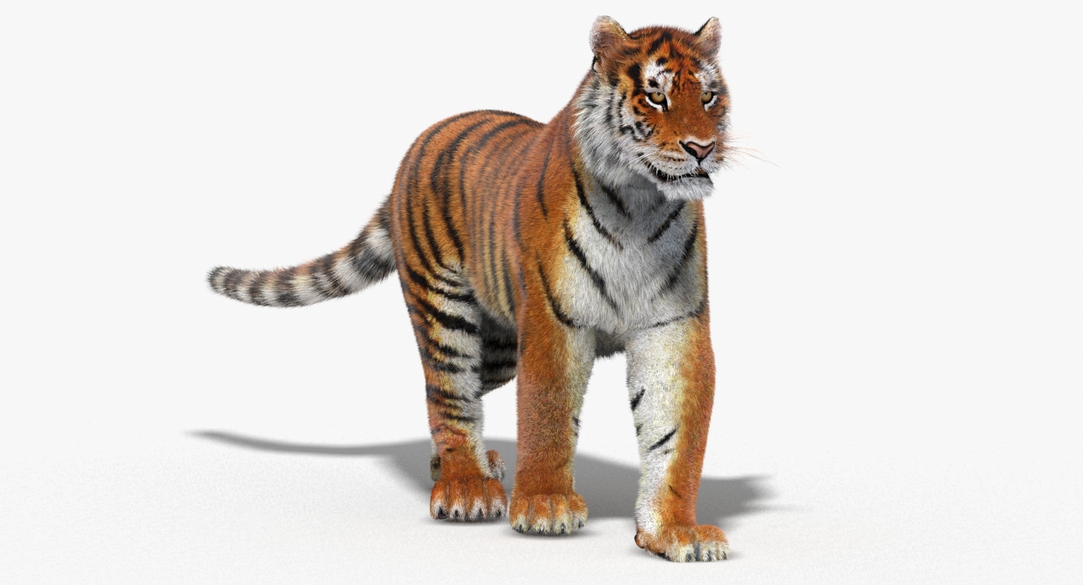 3d tiger fur color hair animation