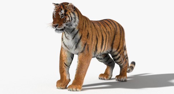 3d tiger fur color hair animation
