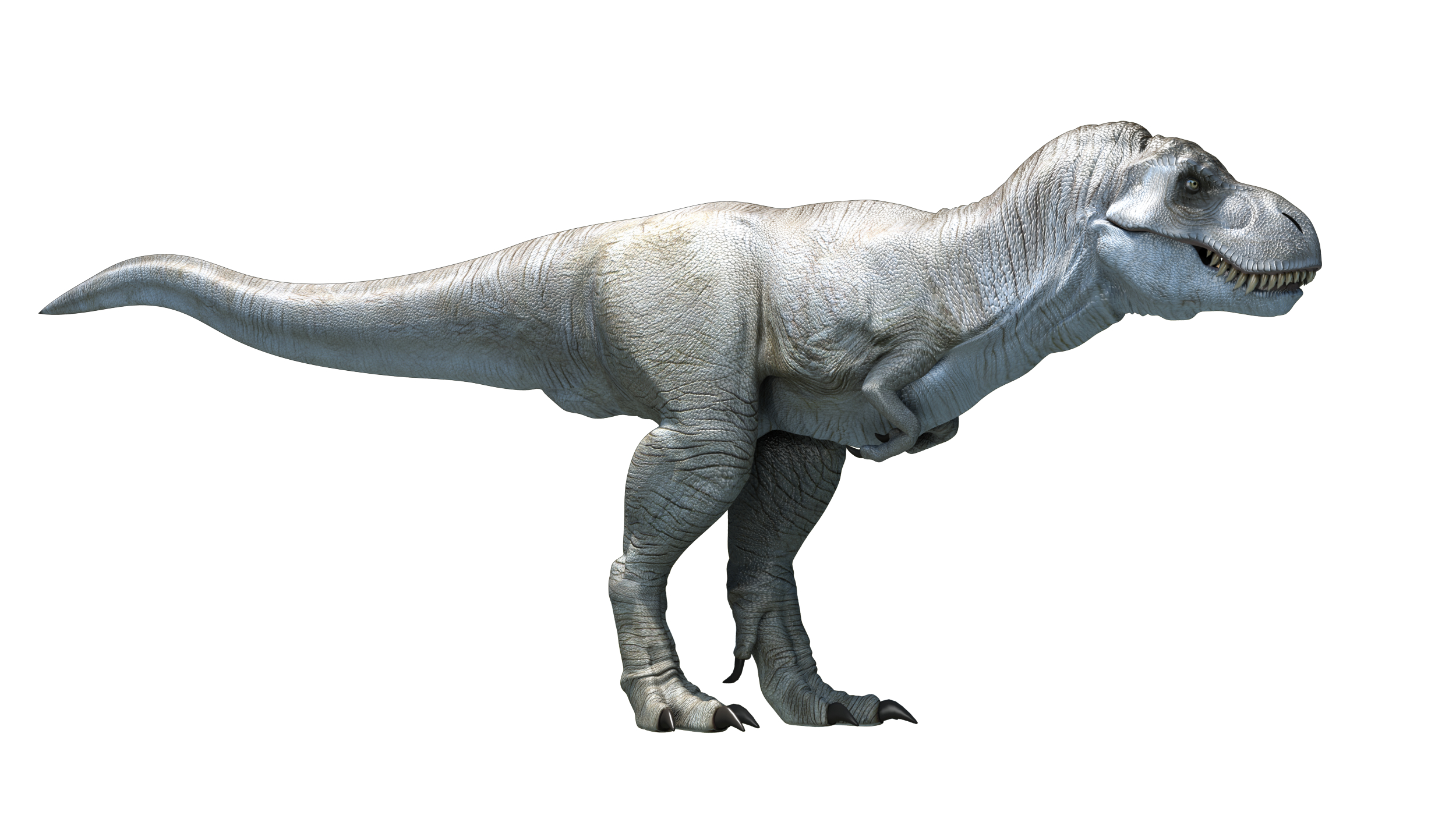 t rex muscle ma