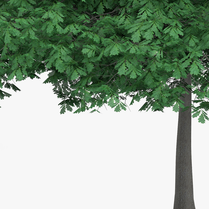english oak trees 3d model