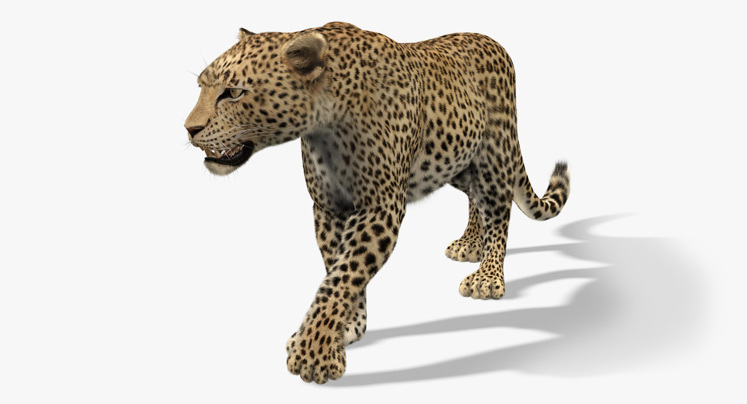 3d leopard fur animation