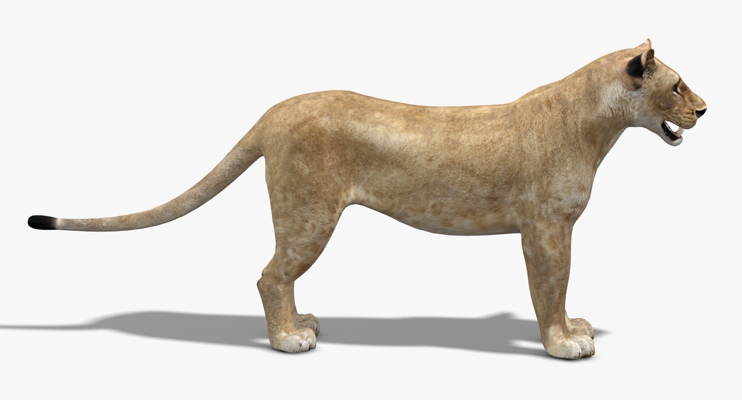 3d lioness lp model