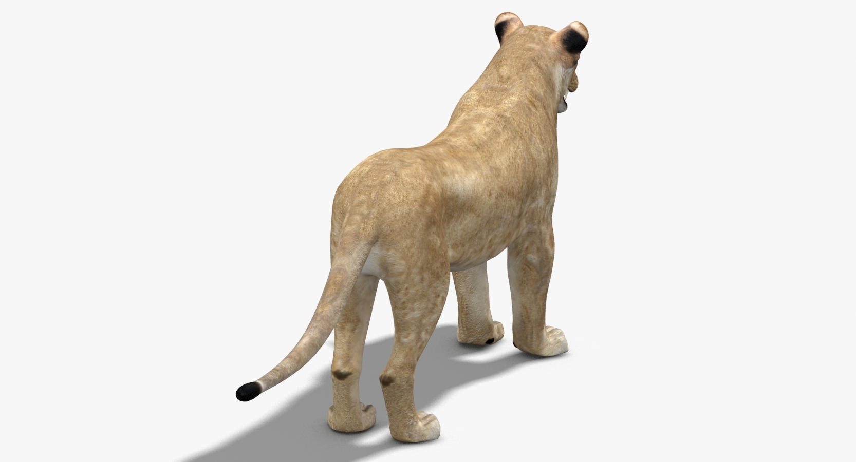 3d lioness lp model