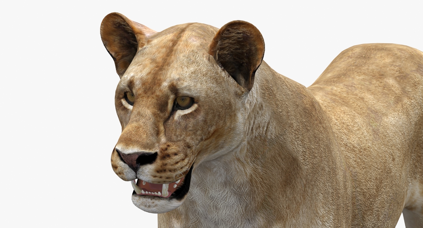 3d lioness lp model