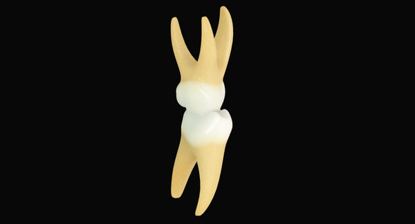 primary molars max