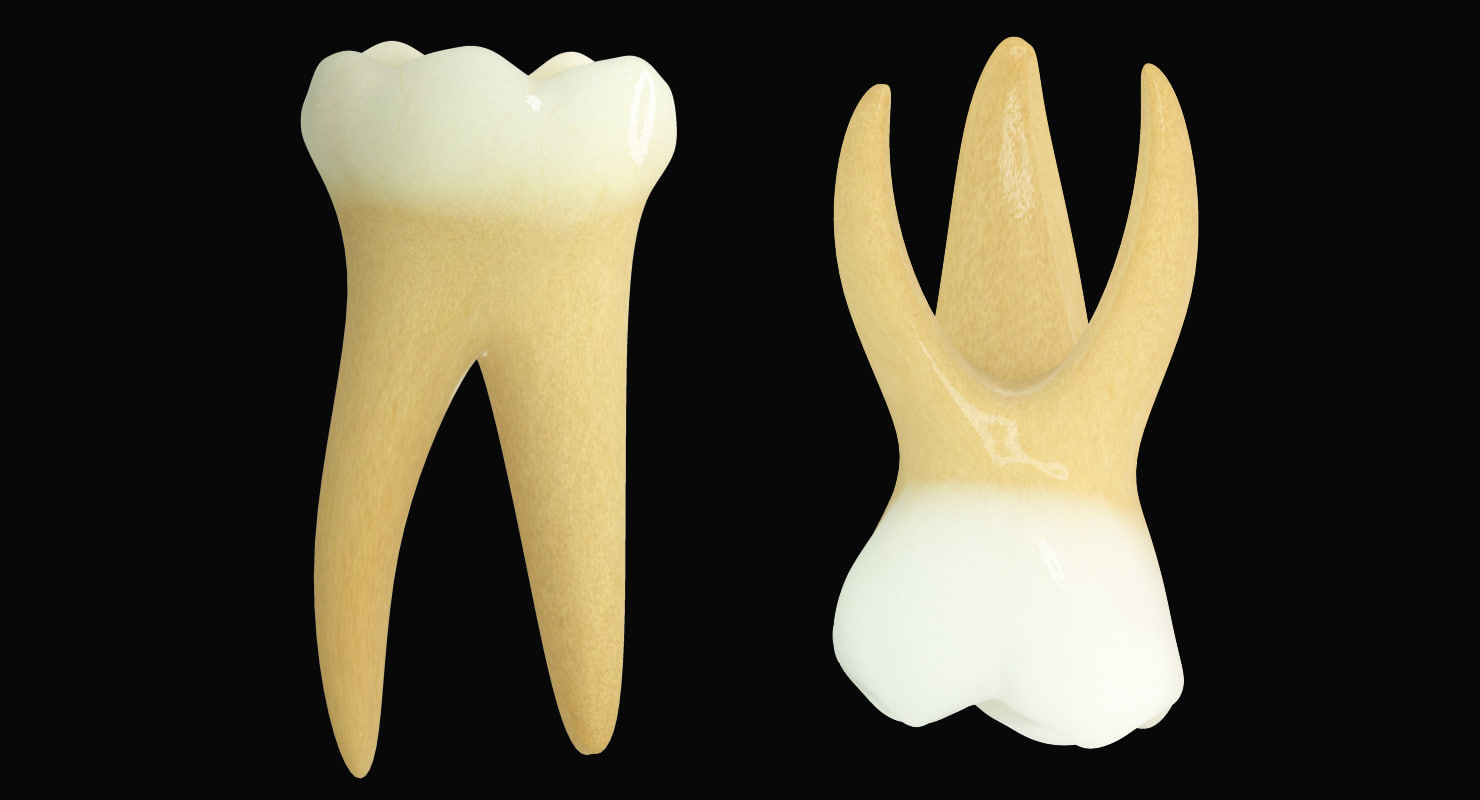 3ds max primary second molars