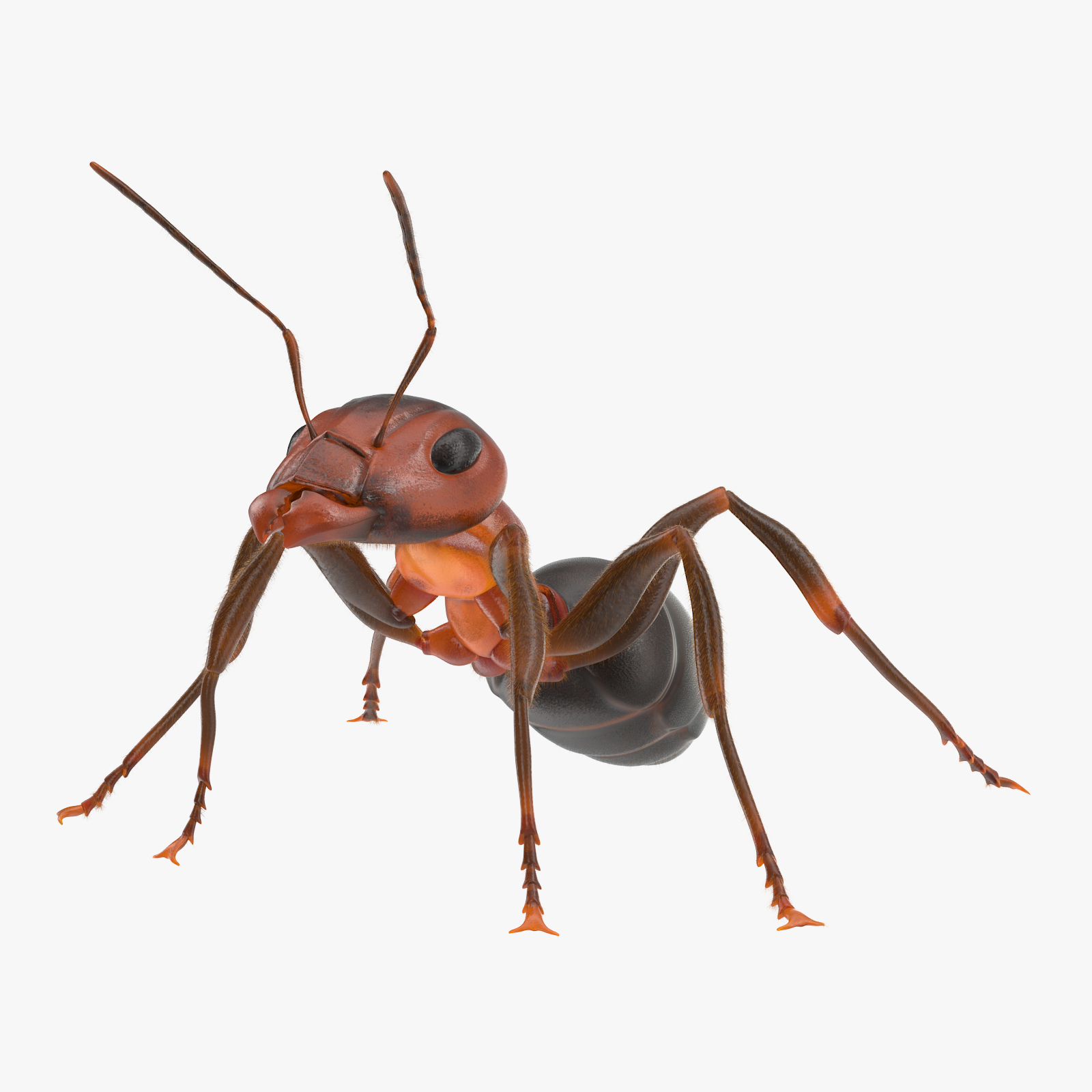ant 02 3d model
