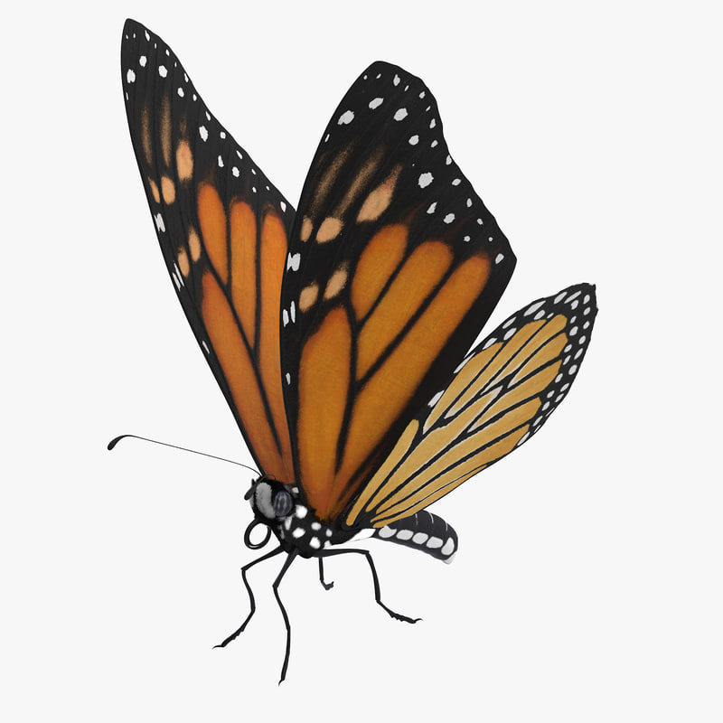 monarch butterfly standing 01 max