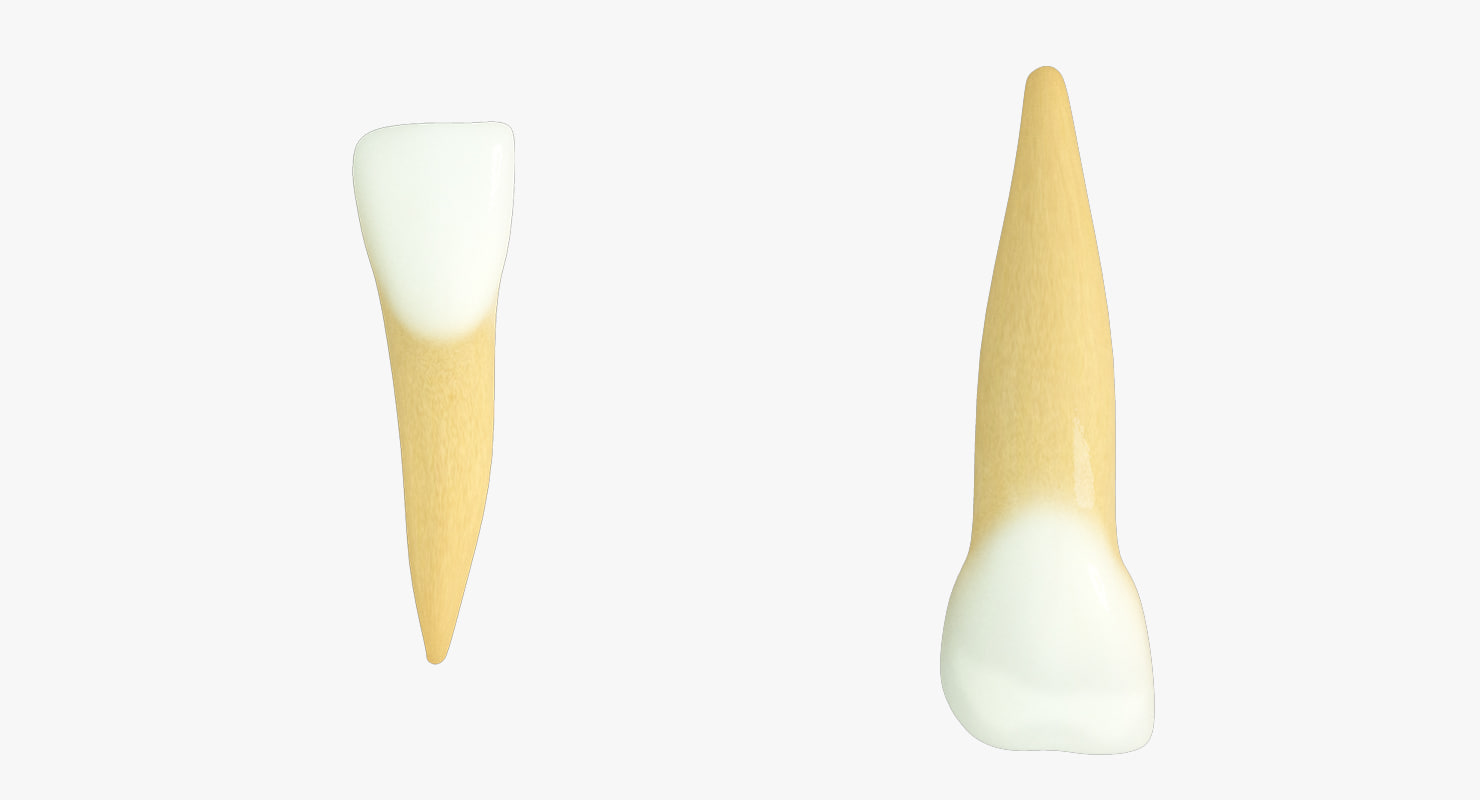 3d model primary lateral incisors