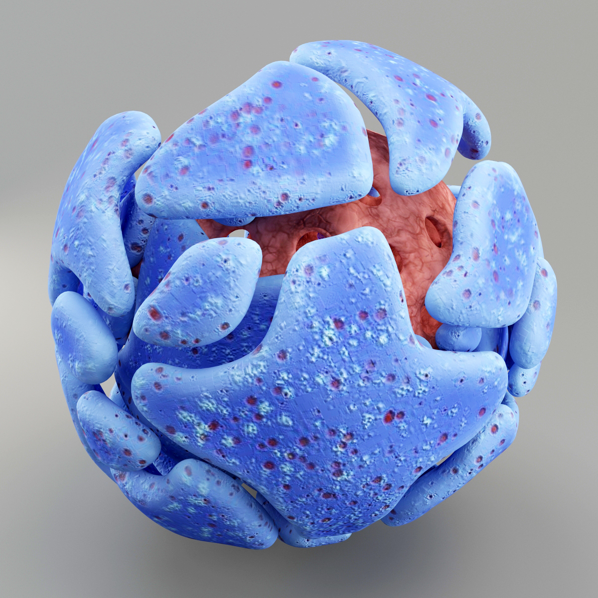 3d model of cell