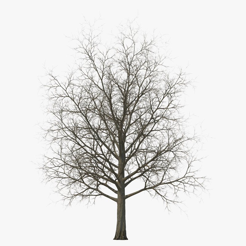 Maple Tree Winter