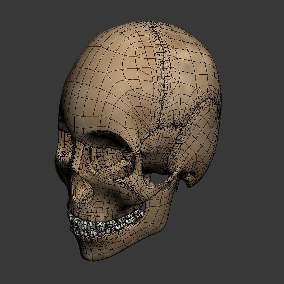 3d model dugm01 human skull separated
