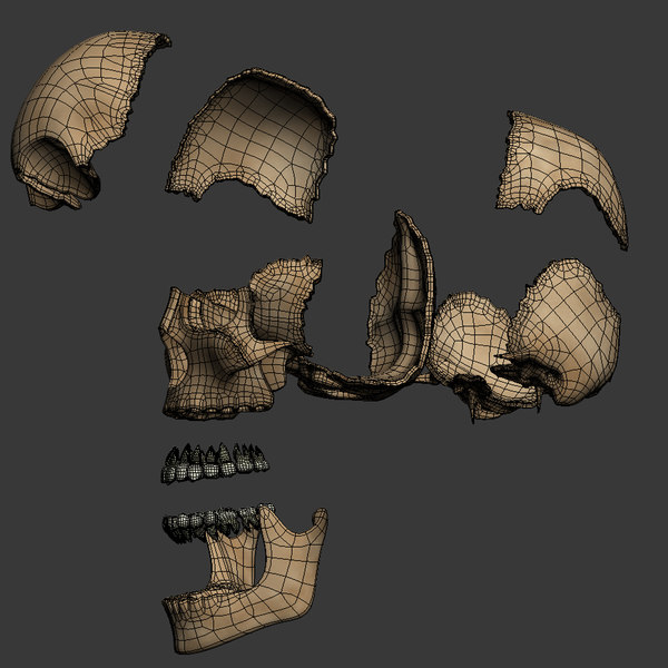 3d model dugm01 human skull separated