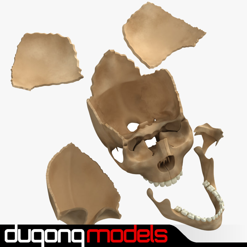 3d model dugm01 human skull separated