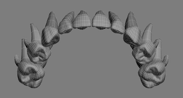 primary teeth dentition max