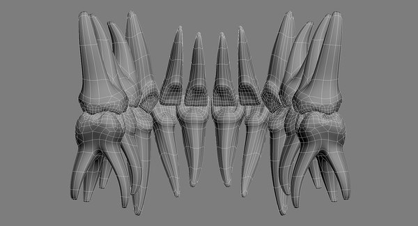 primary teeth dentition max