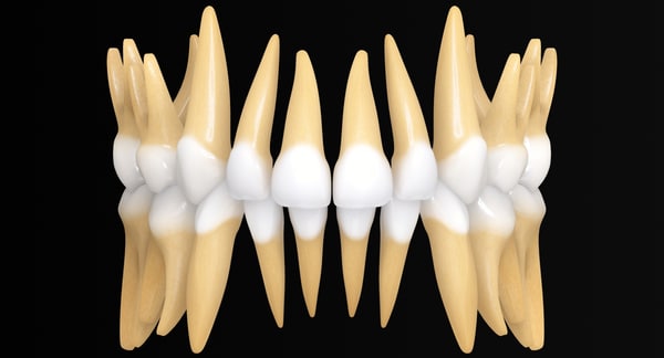 primary teeth dentition max
