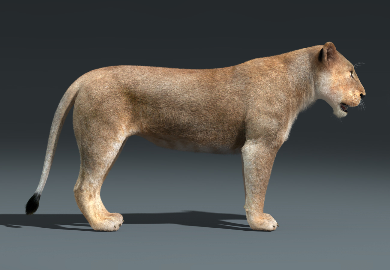 3d lioness fur rigged lion model