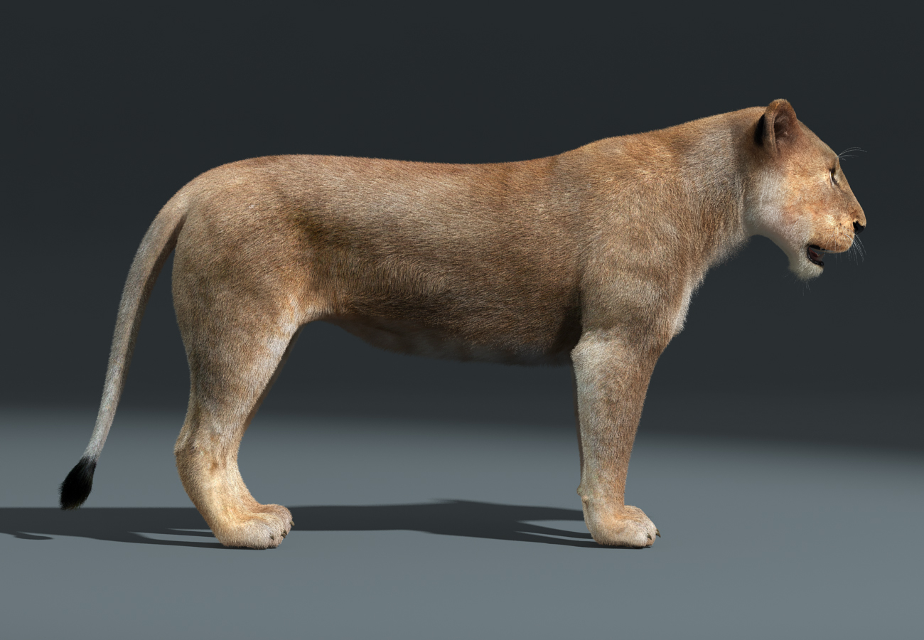 3d lioness fur rigged lion model