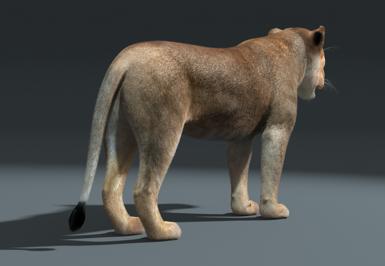 3d lioness fur rigged lion model
