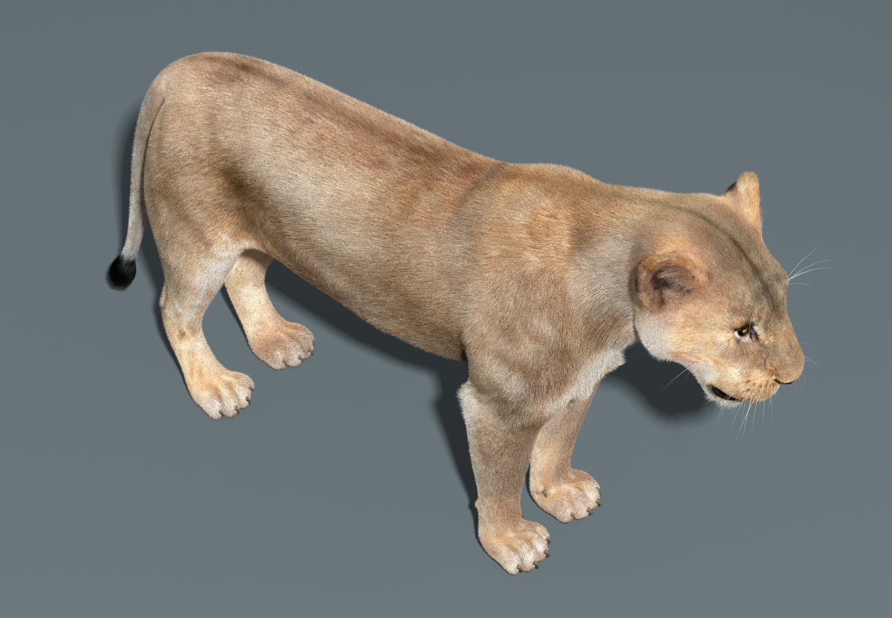 3d lioness fur rigged lion model