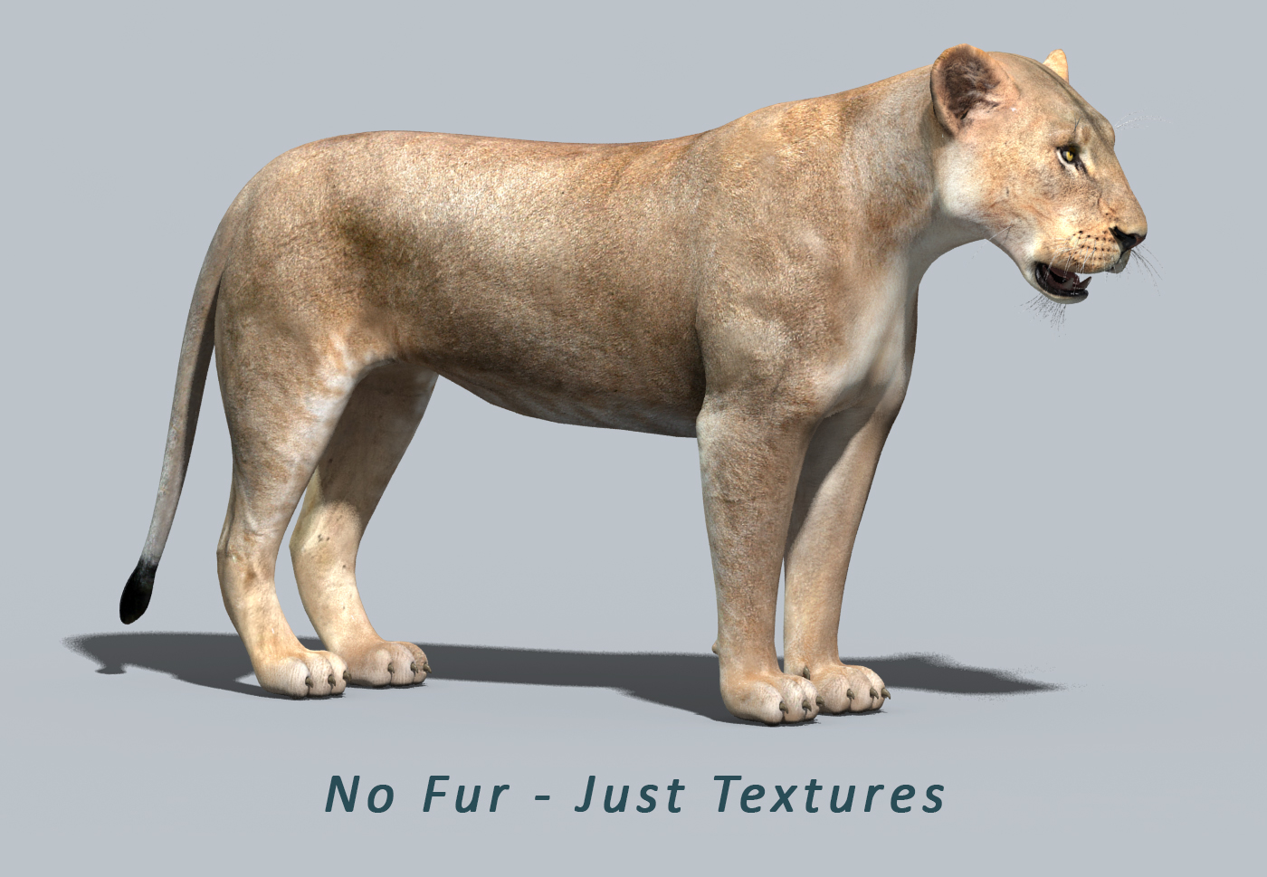 3d lioness fur rigged lion model