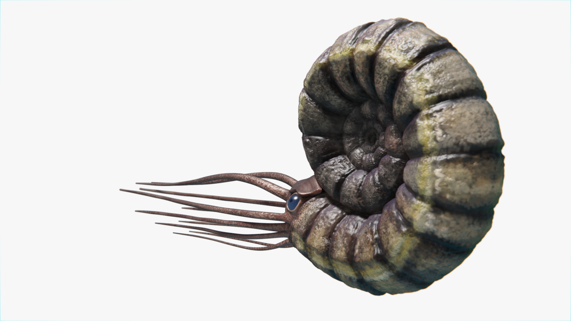 obj ammonite