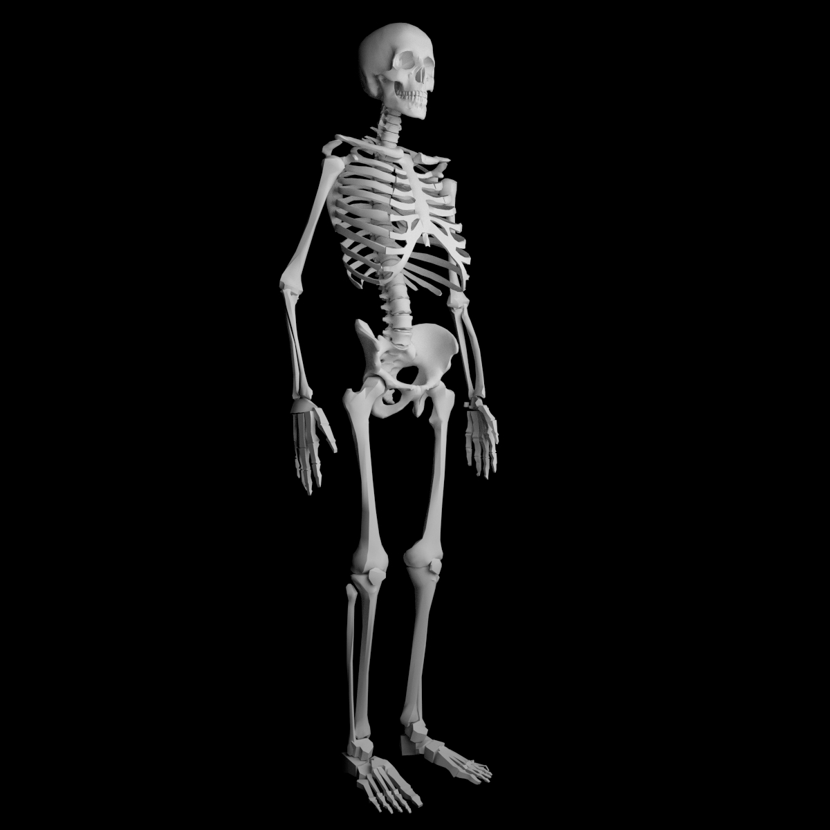 human skeleton obj