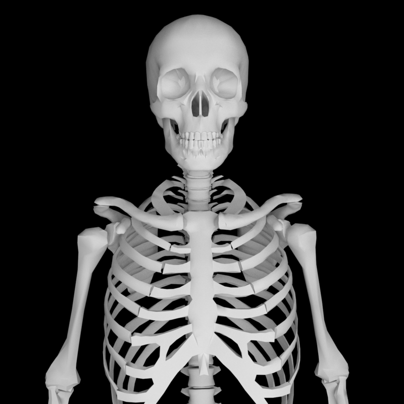 human skeleton obj