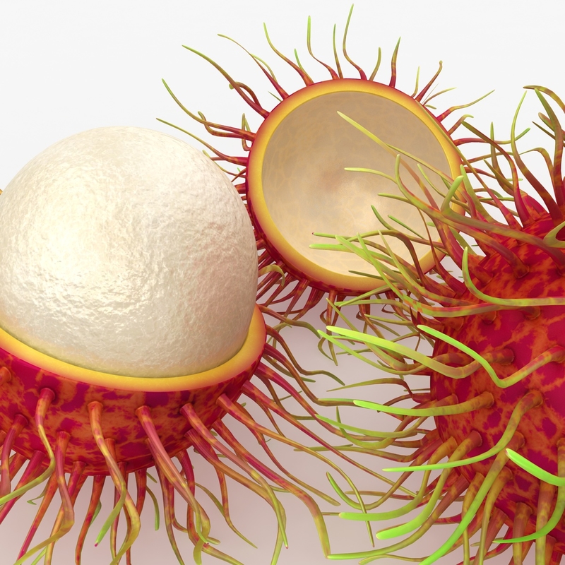 max realistic rambutan