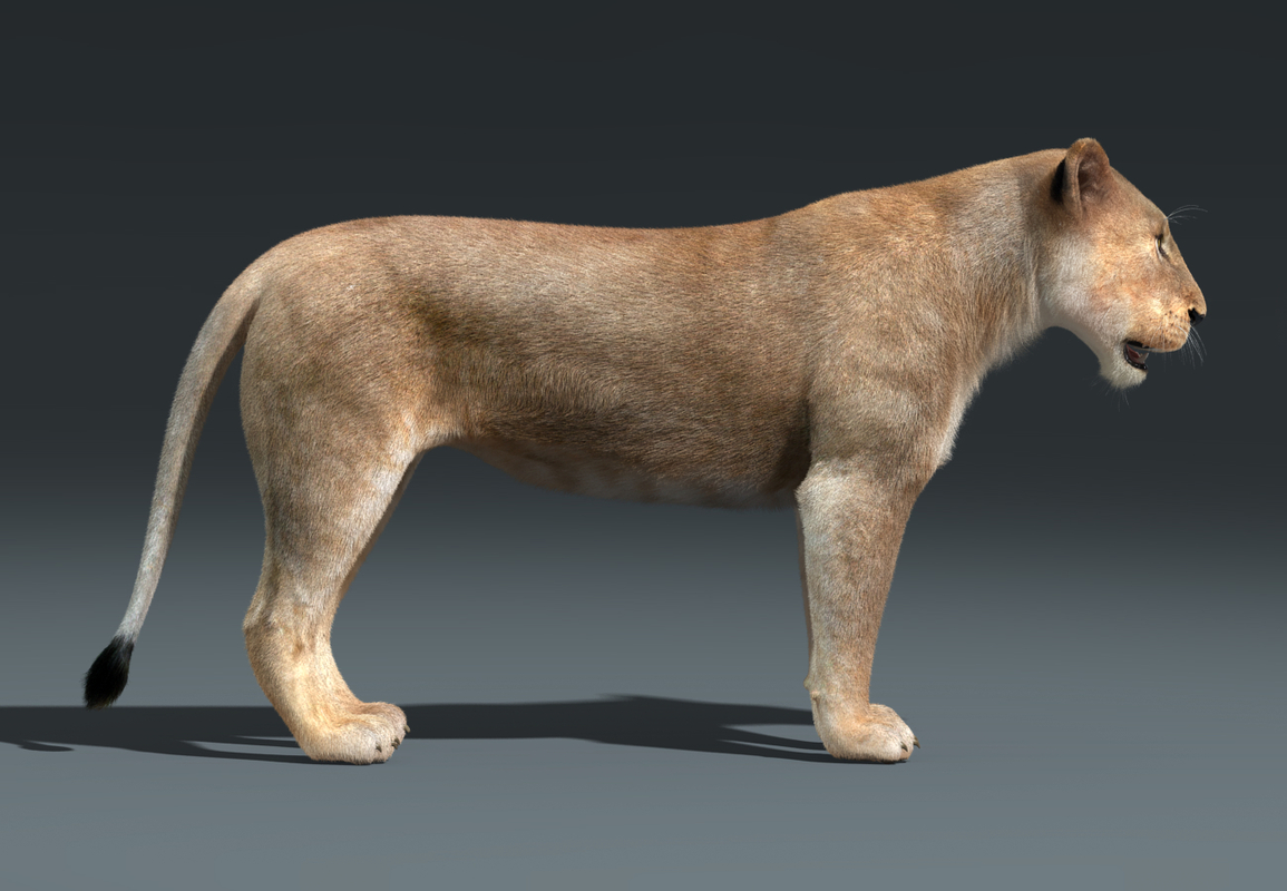 lioness fur animation 3d max
