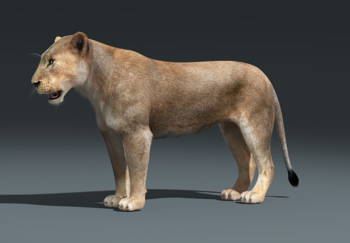 lioness fur animation 3d max