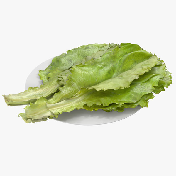 3D Lettuce Models | TurboSquid