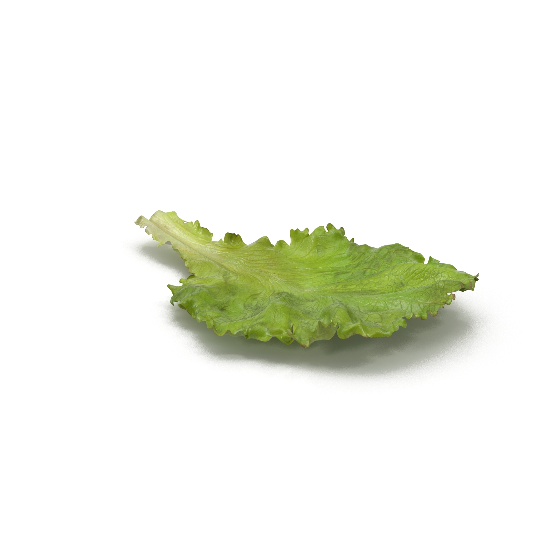 leaflettuce,ltue,lf(第10页)_大山谷图库