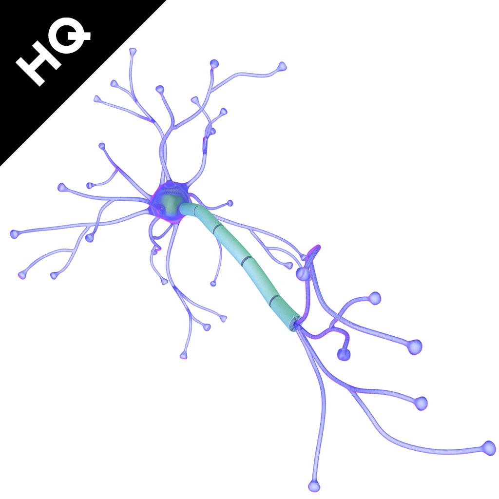 3d model neuron