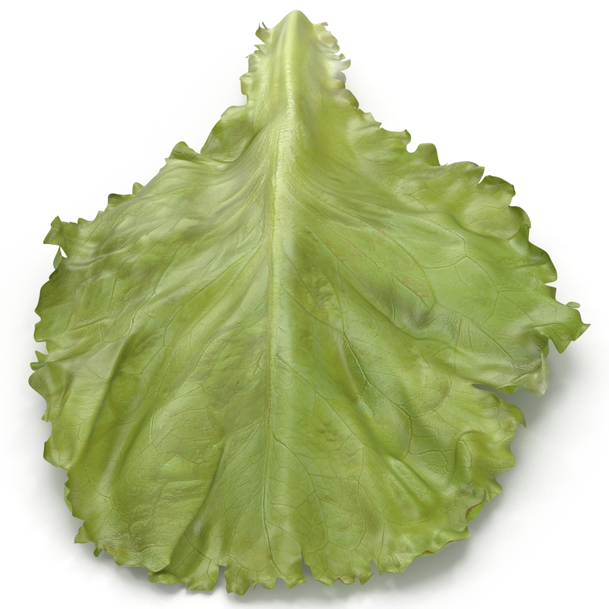lettuce leaf 3d model