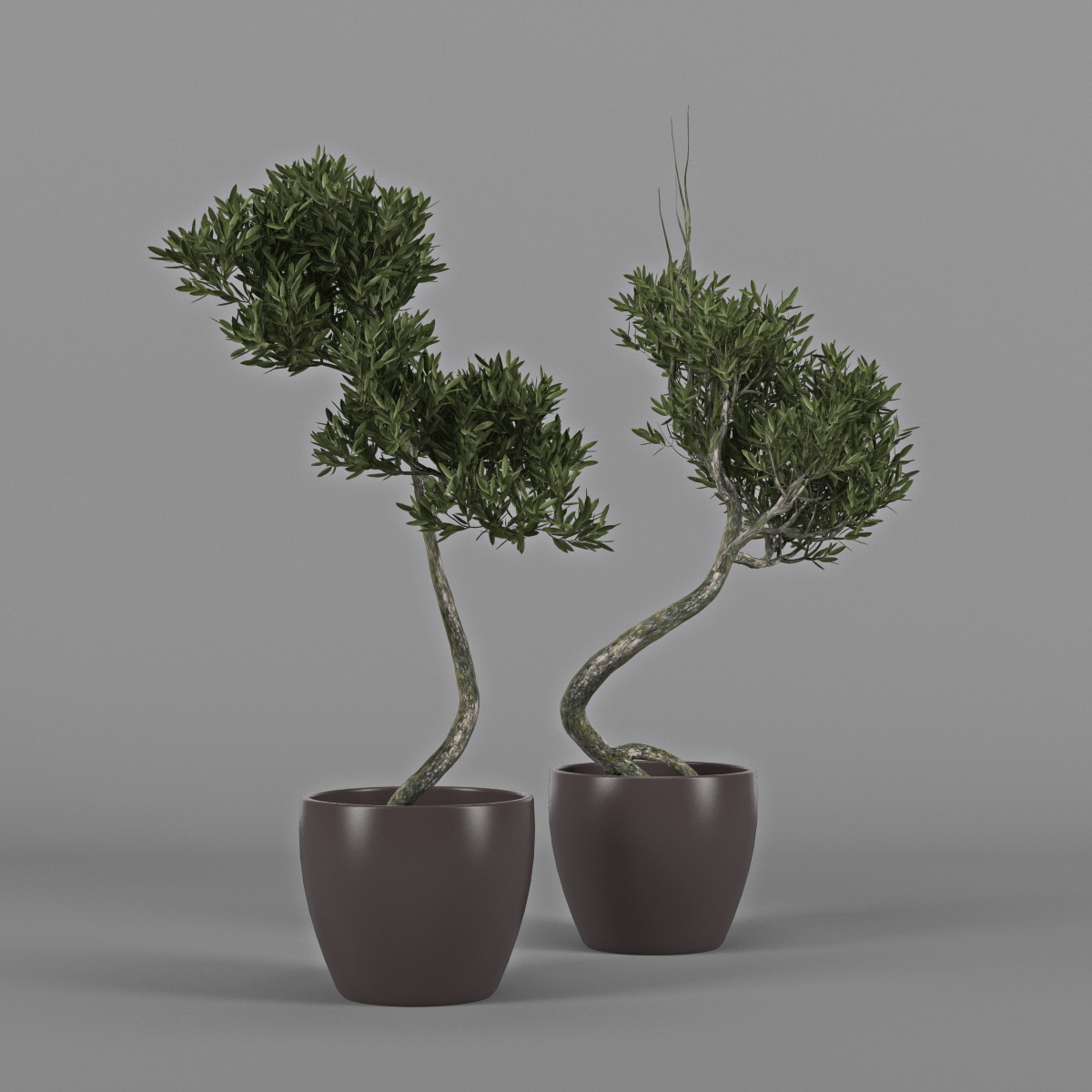 olive tree 3d max