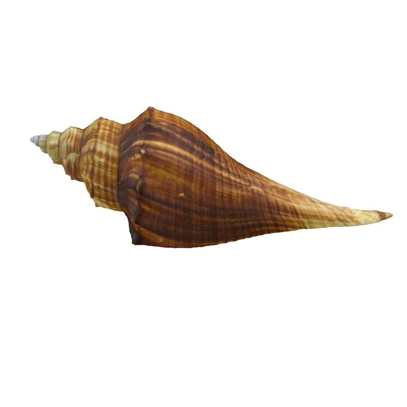 brown shell 3d model