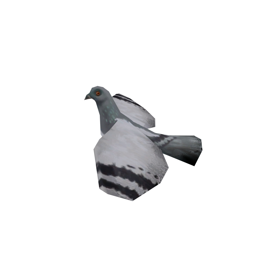 3d pigeon model