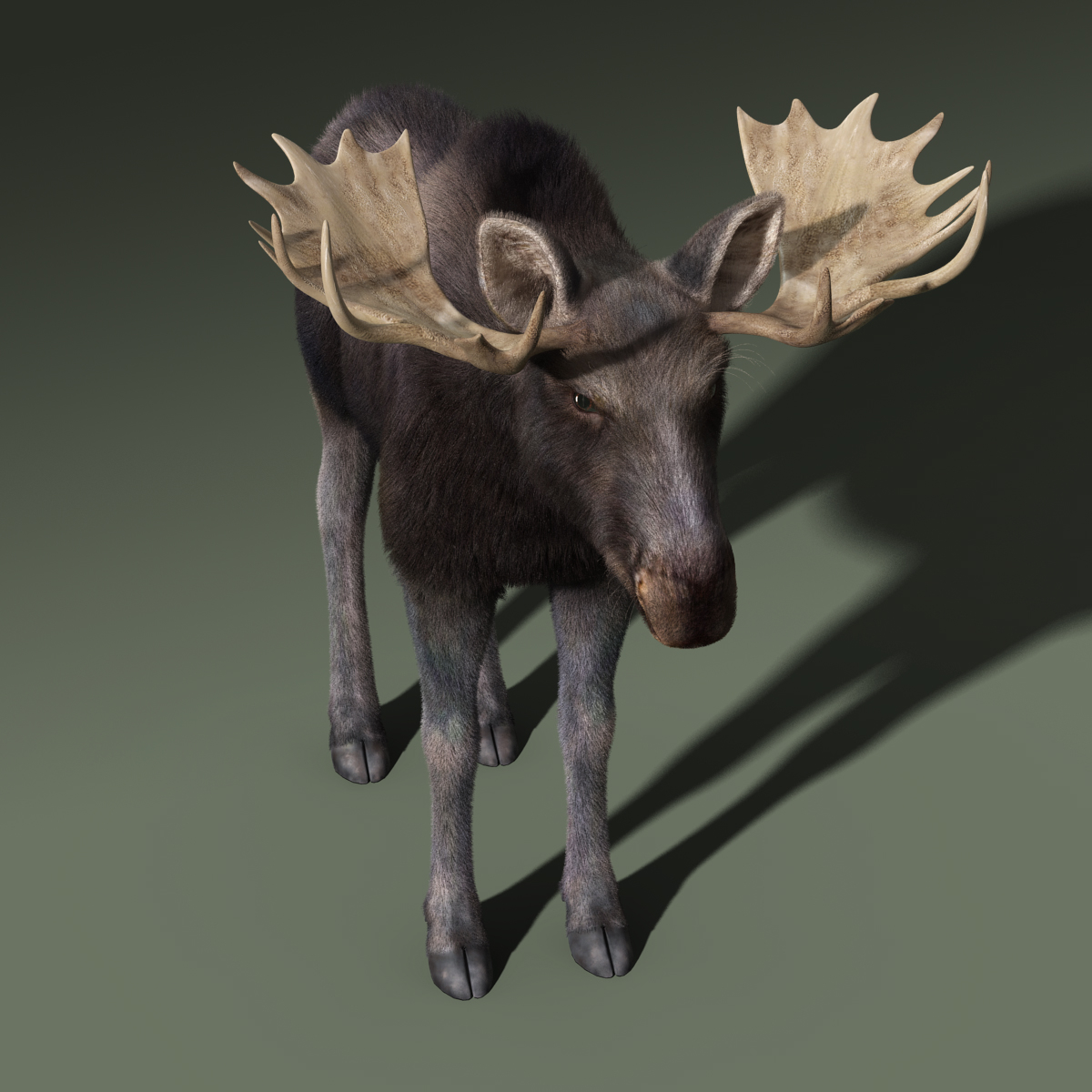 3d model moose fur