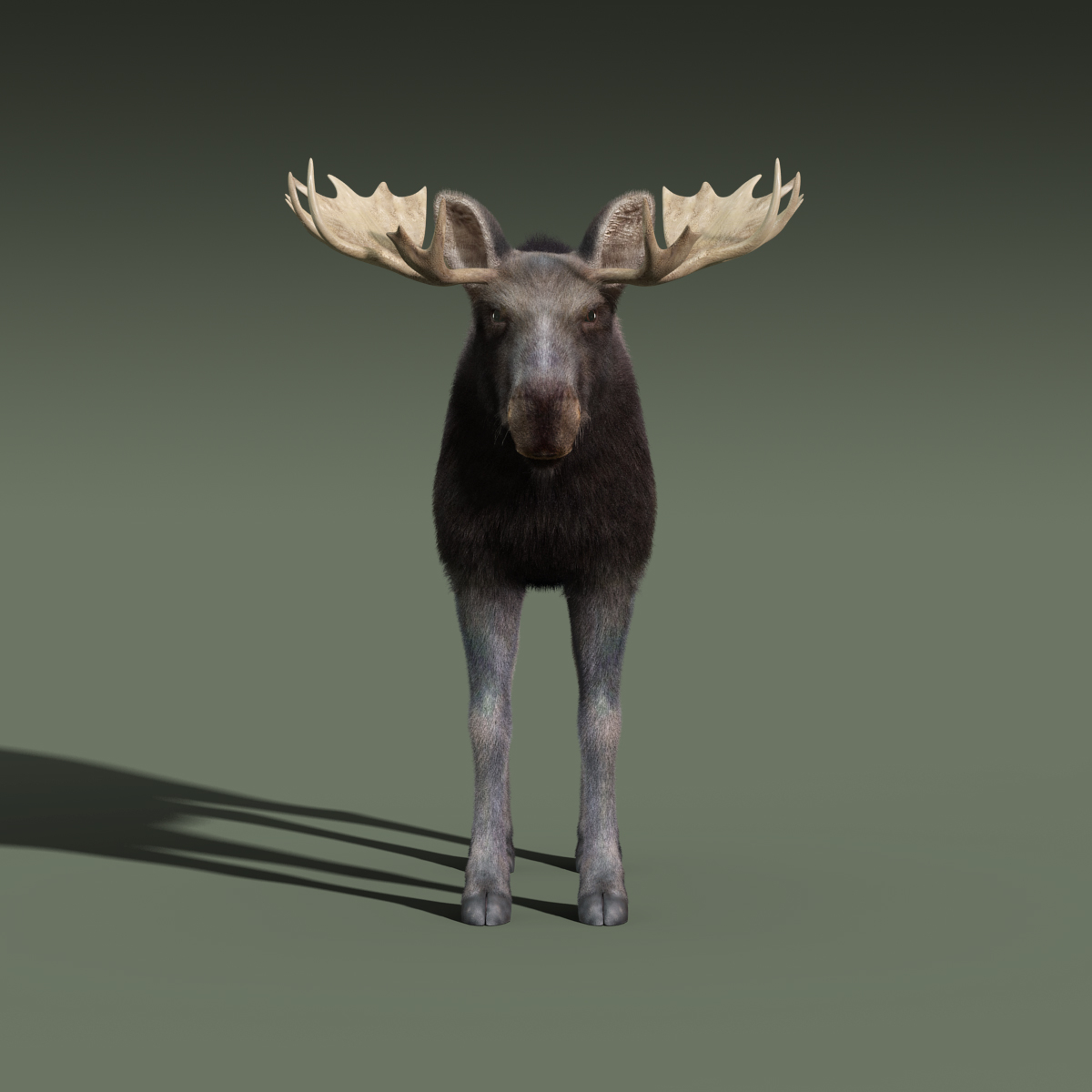 3d model moose fur