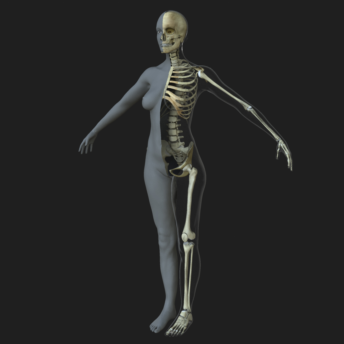 female skeleton skin 3d obj