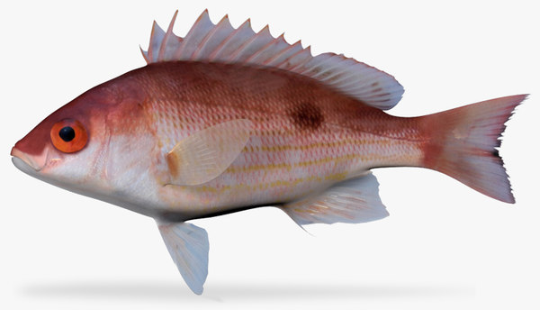 modelo 3d Pargo rojo del pacifico - TurboSquid 957418